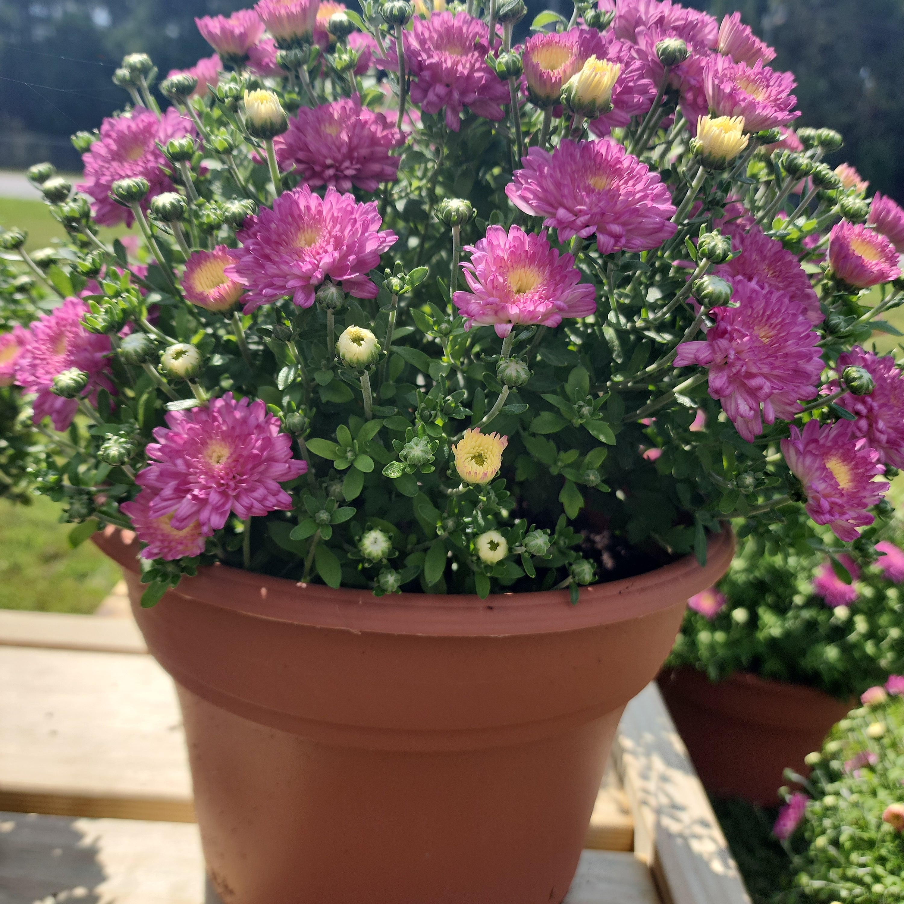 Large Mums | BRAWES Bee Farm LLC