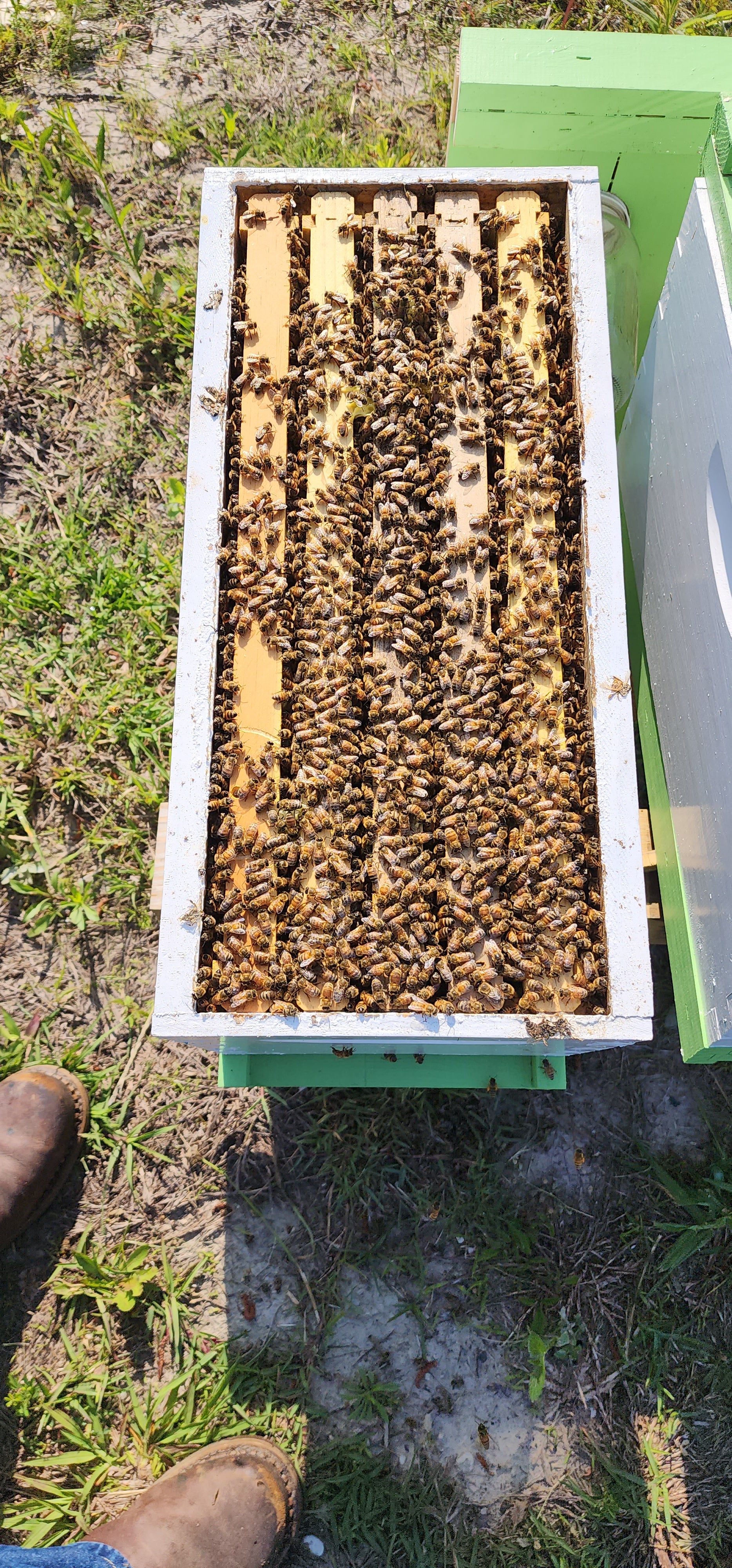 BRAWES Bee Farm LLC
