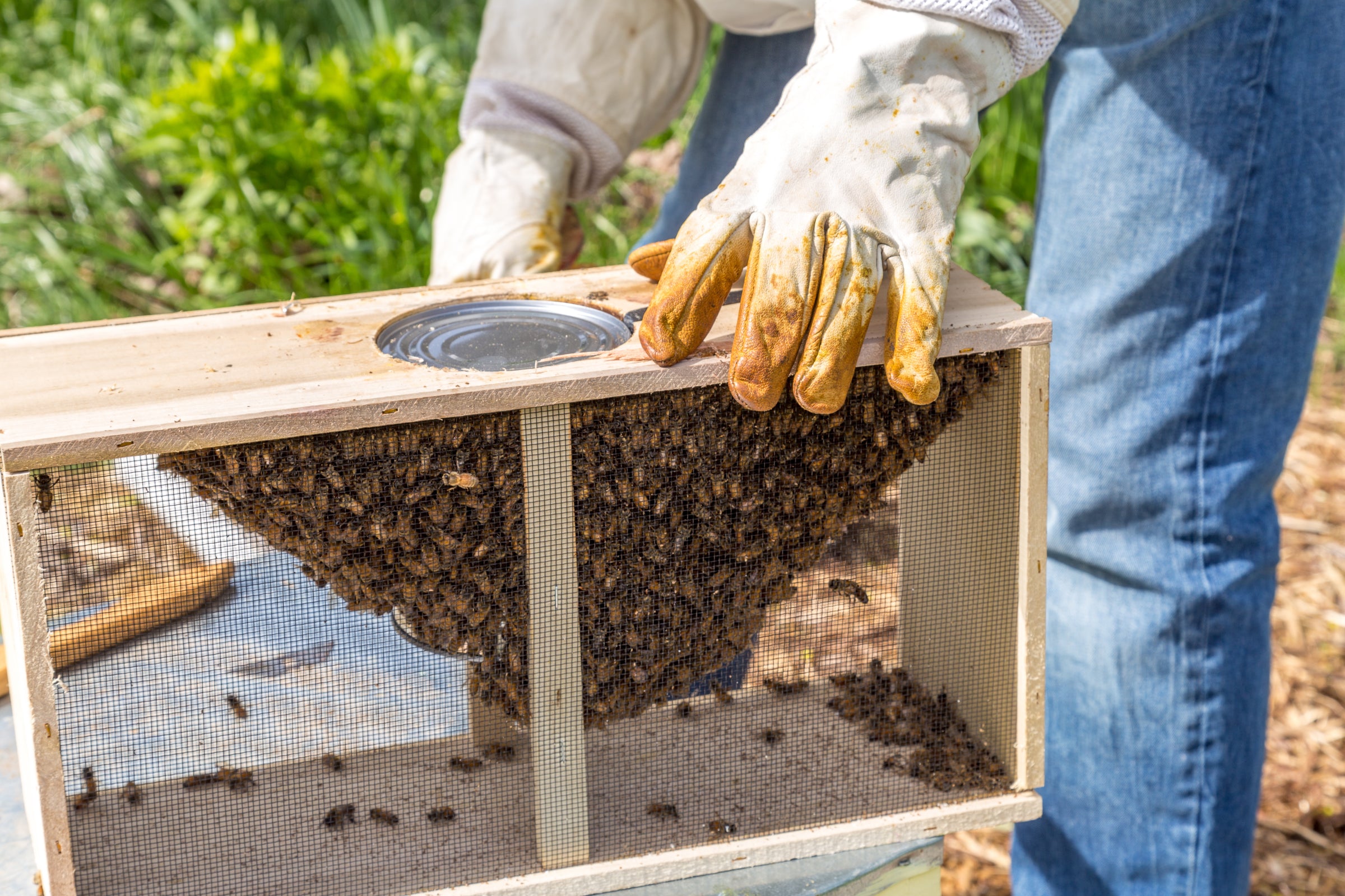 BRAWES Bee Farm LLC